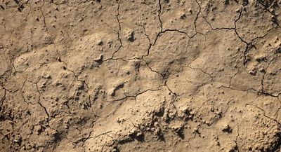 Conservation for Wellbeing Blog: Let's talk about dirt